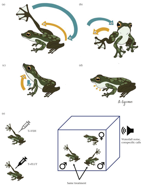 The Mastermind Behind Foot-flagging Frogs’ Flashy Courtship Displays ...