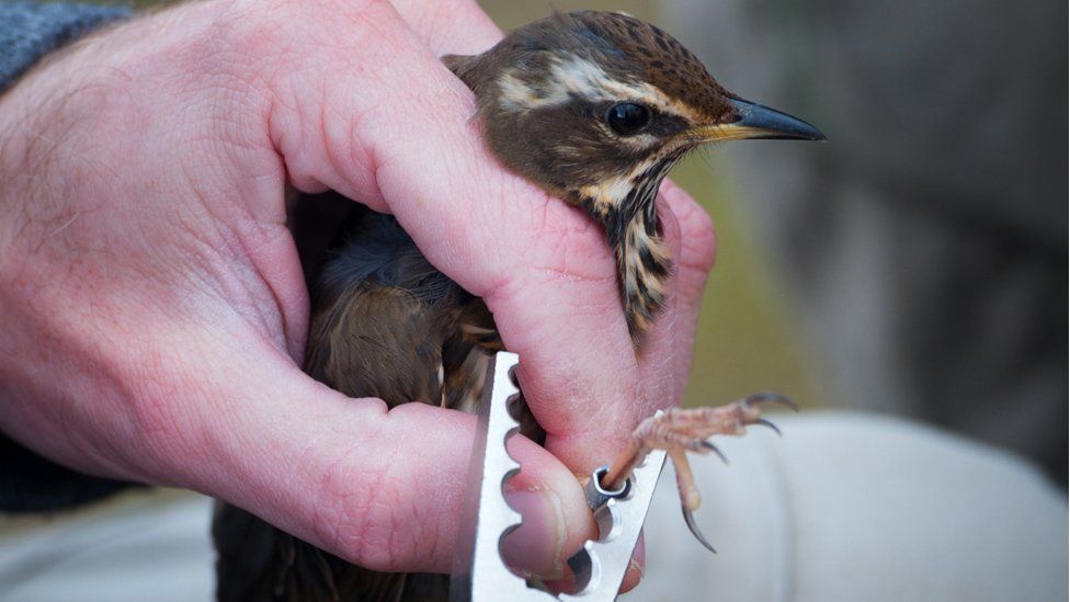 Bird Migration: A Magnetic Pull for Mating