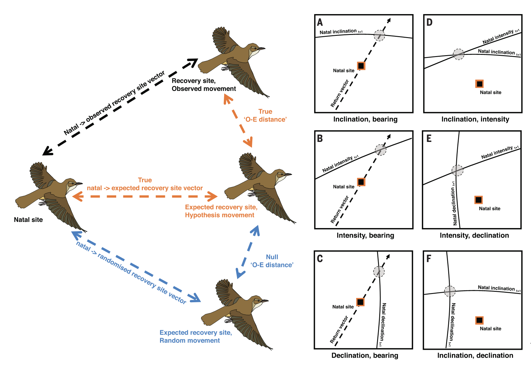 Bird Migration: A Magnetic Pull for Mating