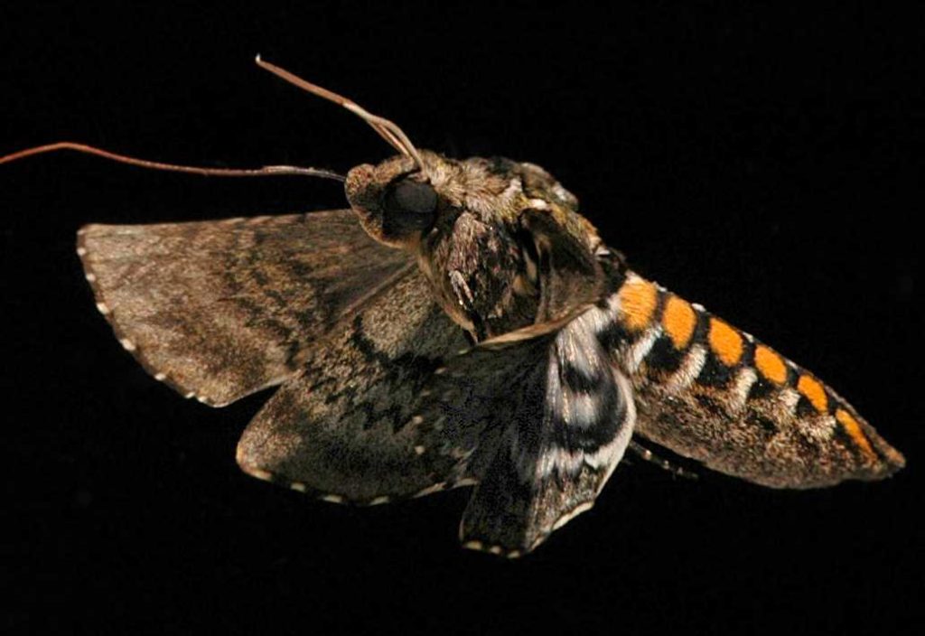 Feeding in the dark: how light levels affect foraging in the hawkmoth