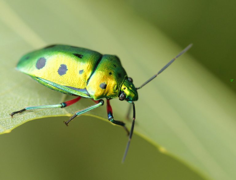 Fancy Dancing: Multimodal Signaling in Jewel Bug Courtship